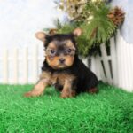 Available Yorkie Puppies for Sale - Missouri | Sunset Acres Kennels