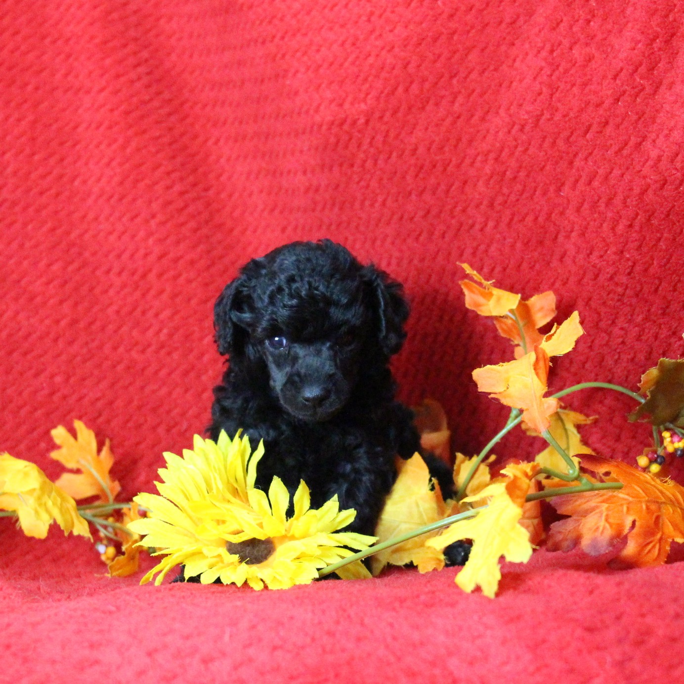 Rosey - Sunset Acres Kennels